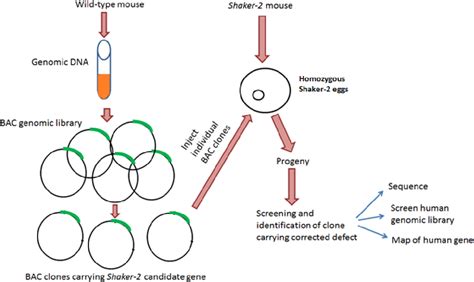 Figure 4 5 From Isolation And Purification Of Nucleic Acids Semantic