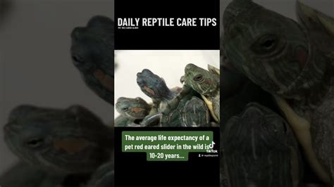 Lifespan Of A Red Eared Slider Daily Reptile Care Tips Redearedslider HousePetsCare Com