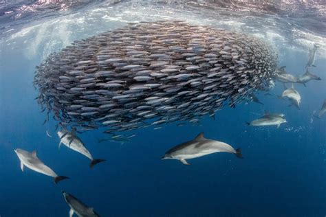 How Dolphins Use Echolocation To Navigate And Hunt Animals Around The How Dolphins Use Echolocation To Navigate And Hunt Animals Around The