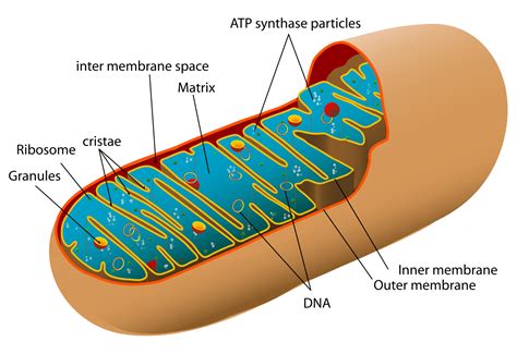 Science Fair The Mitochondria Is The Powerhouse Of The Cell Edition Bwog