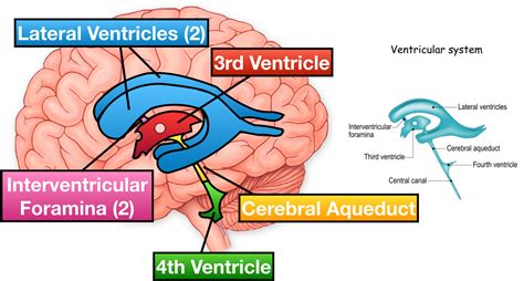 4th Ventricle Of Brain Relations Jaypeedigital Ebook Reader