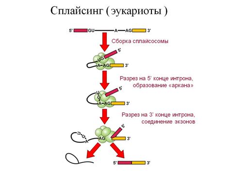СПЛАЙСИНГ - Химия