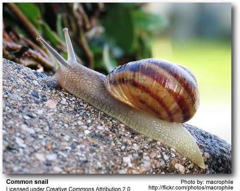 Biology Fantasia Snails Sexual Affair By Pearlyn Chua E