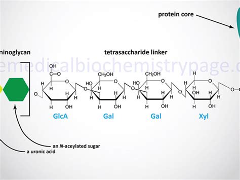 Proteoglycan Aggregate