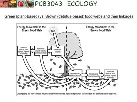 Unit 3 Ecology Copy Flashcards Quizlet