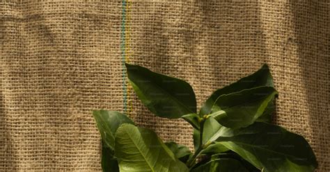 테이블 위에 앉아있는 레몬 무리 사진 Unsplash의 음식 및 음료 이미지