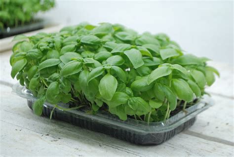 Bosiljak Mikrobilje Živka Bosiljak Mikrobilje Živka