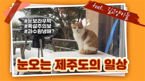 제주도 폭설주의보 우리 집 뒤 길고양이 챙기기 과수원 냉해는 우박 눈보라 치는 제주 일상 Youtube