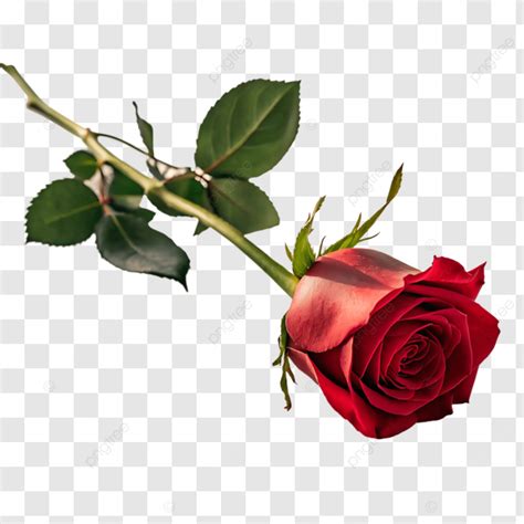 로즈는 투명한 배경에서 발렌타인 데이를위한 아름다운 선물입니다 발렌타인 데이 장미 사랑 Png 일러스트 및 이미지 에 대한 무료 다운로드 Pngtree