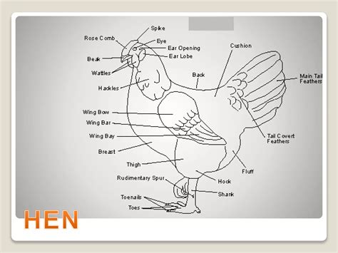 Breeds Of Poultry PPTX