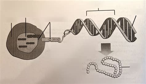 GCSE Biology Cell Division Diagram Quizlet