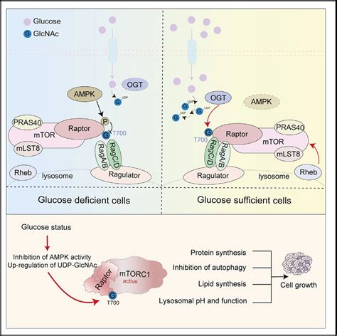 修饰蛋白组高分文章新策略：研究磷酸化和糖基化的相互影响 哔哩哔哩