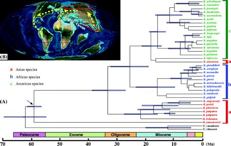 the divergence time and possible dispersal routes a bayesian