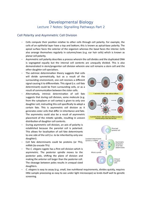 Lecture 7 Notes Signalling Pathways Part 2 Developmental Biology Lecture 7 Notes Signalling