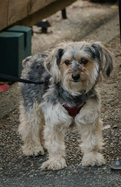 A Small Gray And White Dog Standing On A Leash Photo Free Dog Image
