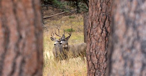 Mule Deer Habitat
