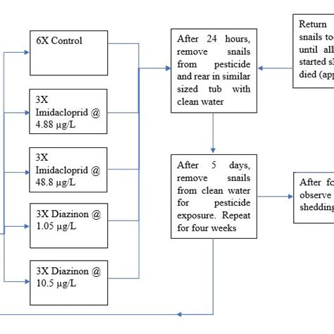 Flowchart Of The Sporocyst Development Assay 202 203 Molecular