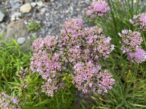 Allium Senescens Amaryllidaceae