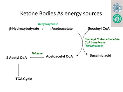 Ketone Body Metabolism For Mbbs Bds Laboratory Medicine Pptx Pptx