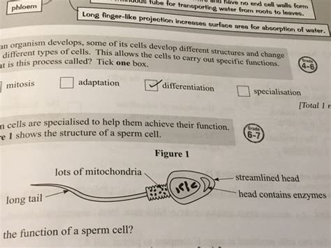 Cell Differentiation And Specialisation Flashcards Quizlet