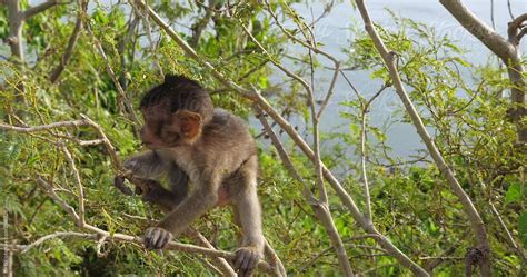 One Young Bayby Monkey Playing In The Tree In The Wild By Stocksy