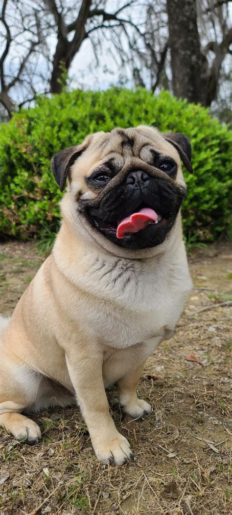 Obi Kenobi Rsupermodeldogs