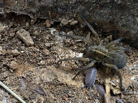 Potato Bug Eating Spider At Jennifer Carranza Blog