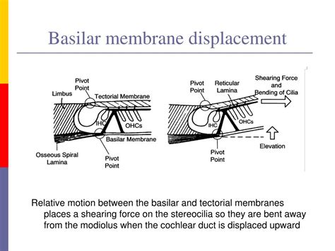 Basilar Membrane Function Example At Ada Michalski Blog