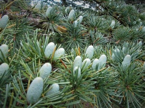Cedr Libański Cedrus Libani