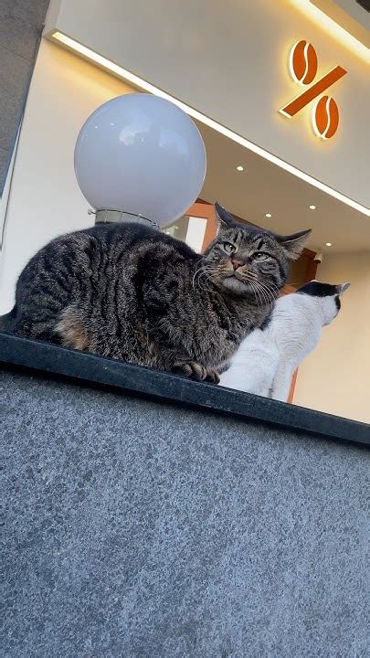 움직이는게 귀찮은 고양 느긋한 삶이 필요한 당신이 멍때리며 보기 좋은 영상 Youtube