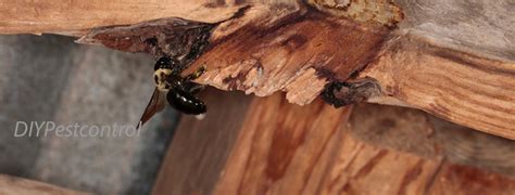 Carpenter Bees Nest