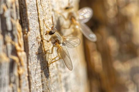 Tiny White Winged March Flies On Wooden Pole Important Pollinators