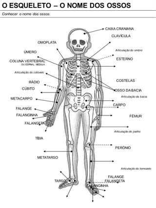 Corpo Humano Docx