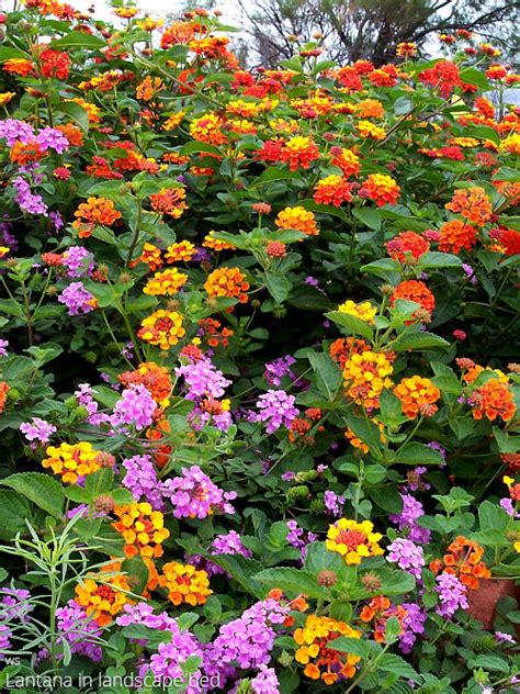 Lantana Color Options At Lucinda Mccathie Blog