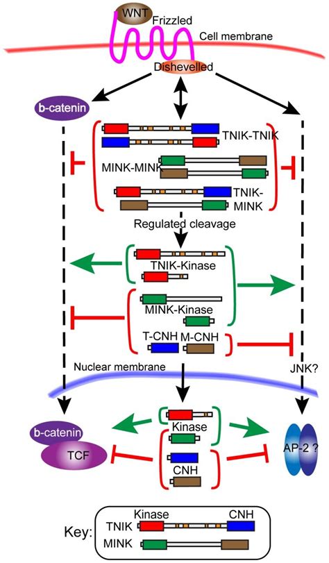 The Predominant Subcellular Localization Cytosolic Or Nuclear Of Each Download Scientific
