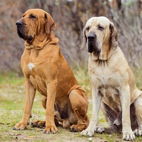 Criadero Beagle Toda La Información Criaderos De Perros