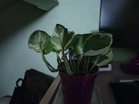 Poco X3 Pro Review Three Months Later All The Power You Need Some MIUI Quirks You Don T