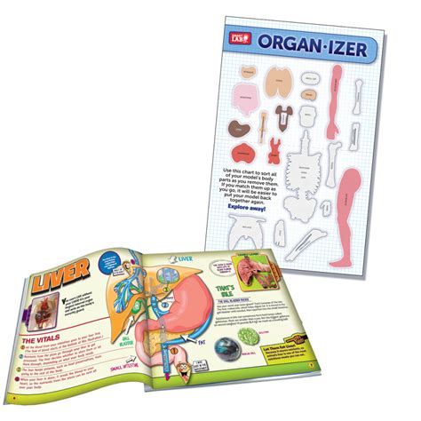 Squishy Human Body Smartlab Toys