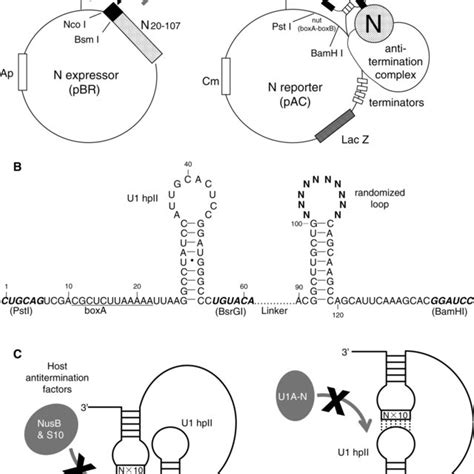 Pdf Identification Of Antisense Rna Stem Loops That Inhibit Rna Protein Interactions Using A