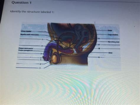 solved ideritify the structure labeled 1 identify the