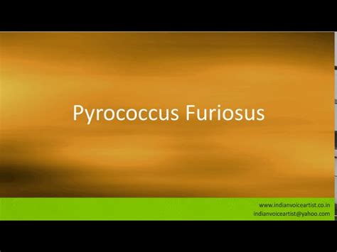Pyrococcus Furiosus