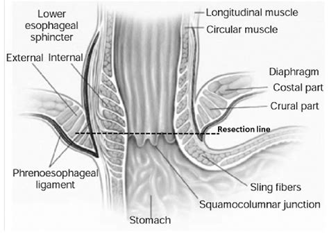 Neural Regulation Of Git Everything Gastro