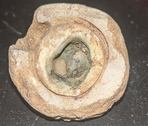 Fossilized Seed Fossil Id The Fossil Forum