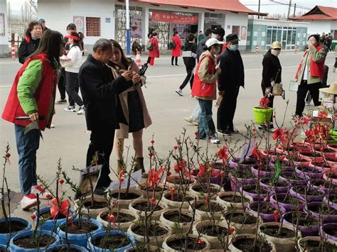 石河子垦区抓实春季农业生产 加快乡村振兴步伐工作葡萄蟠桃