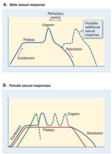 Physiology Of Sexual Arousal Flashcards Quizlet