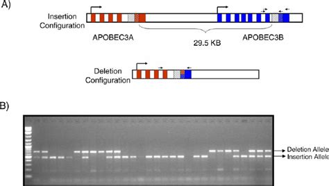 Sequence Structure Of Structural Variant And Genotyping Assay Design
