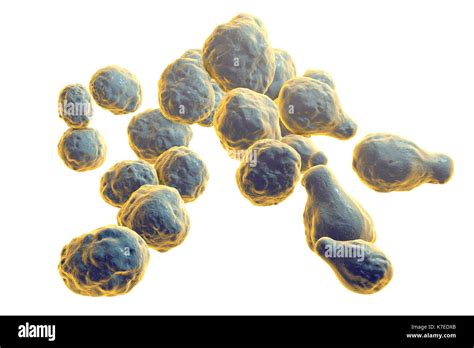 Cryptococcus Neoformans Fungus Computer Illustration C Neoformans Is