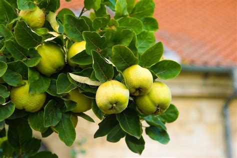 Quince Tree Growing In The Garden Stock Image Image Of Bright