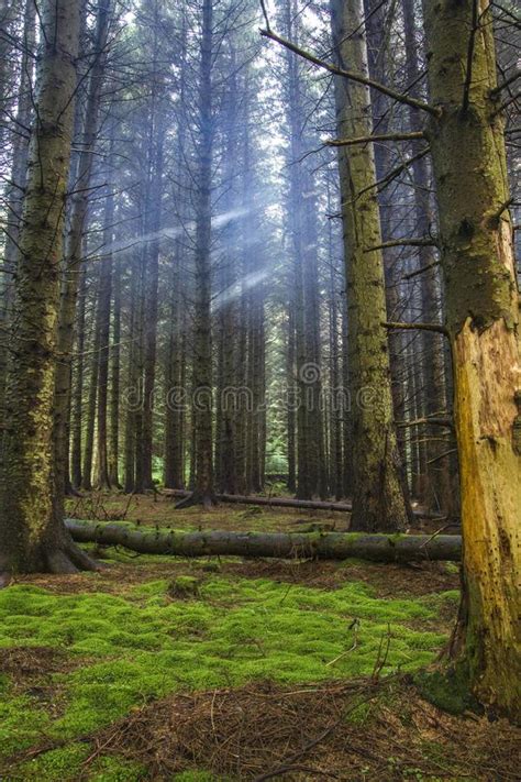 Rays Of Light Through The Trees Stock Photo Image Of Nature Beams