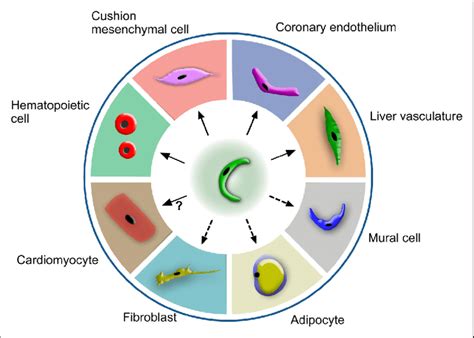 Schematic Showing The Endocardial Cell Plasticity Endocardial Cell In